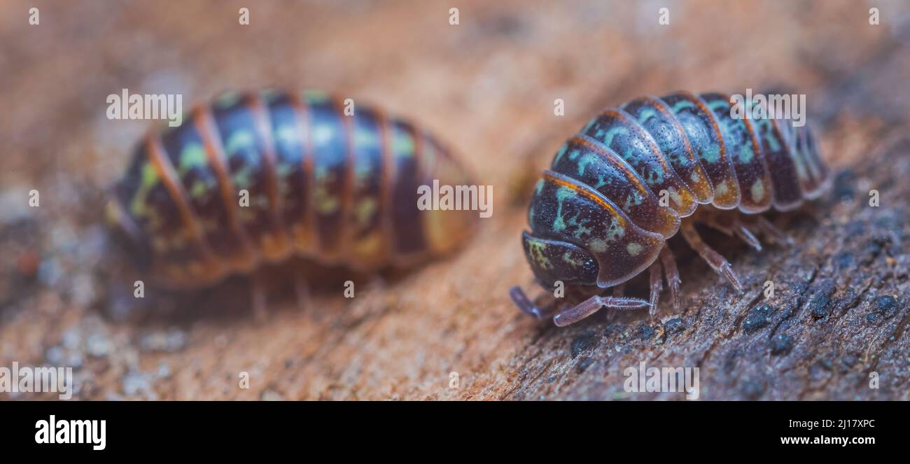 Closeup of a common pill-bug, Armadillidium pulchellum Stock Photo - Alamy
