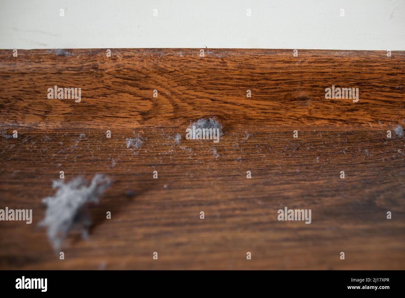 Close up of house dust clumps on brown floor Neglected dirt wooden ...