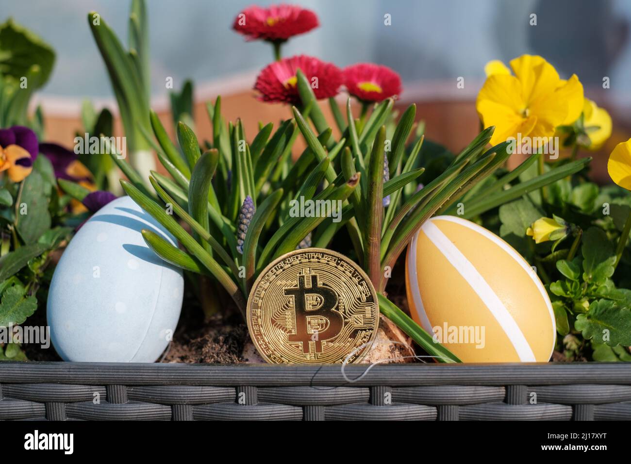 a bitcoin coin stands Next to two easter eggs in a flower box Stock ...