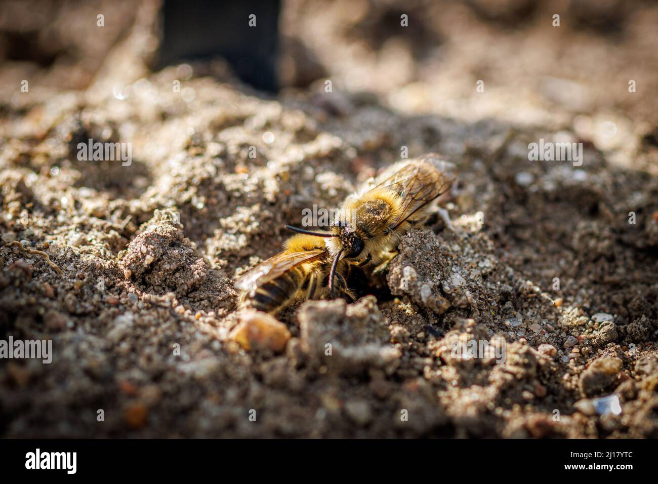 a close up of sand bees on the ground Stock Photo - Alamy