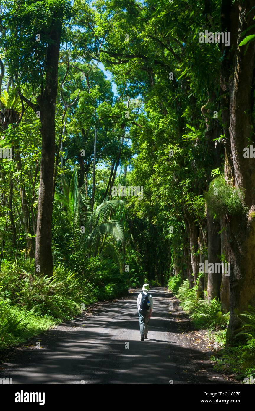 Alone in the mango grove, Big Island, Hawaii, USA. A person walks on ...