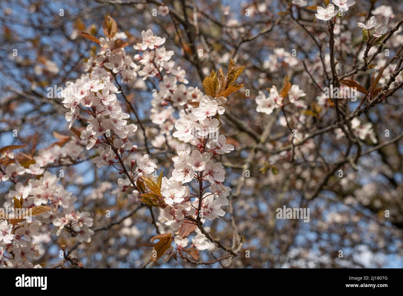 Prunus cerasifera blossom uk hi-res stock photography and images - Alamy