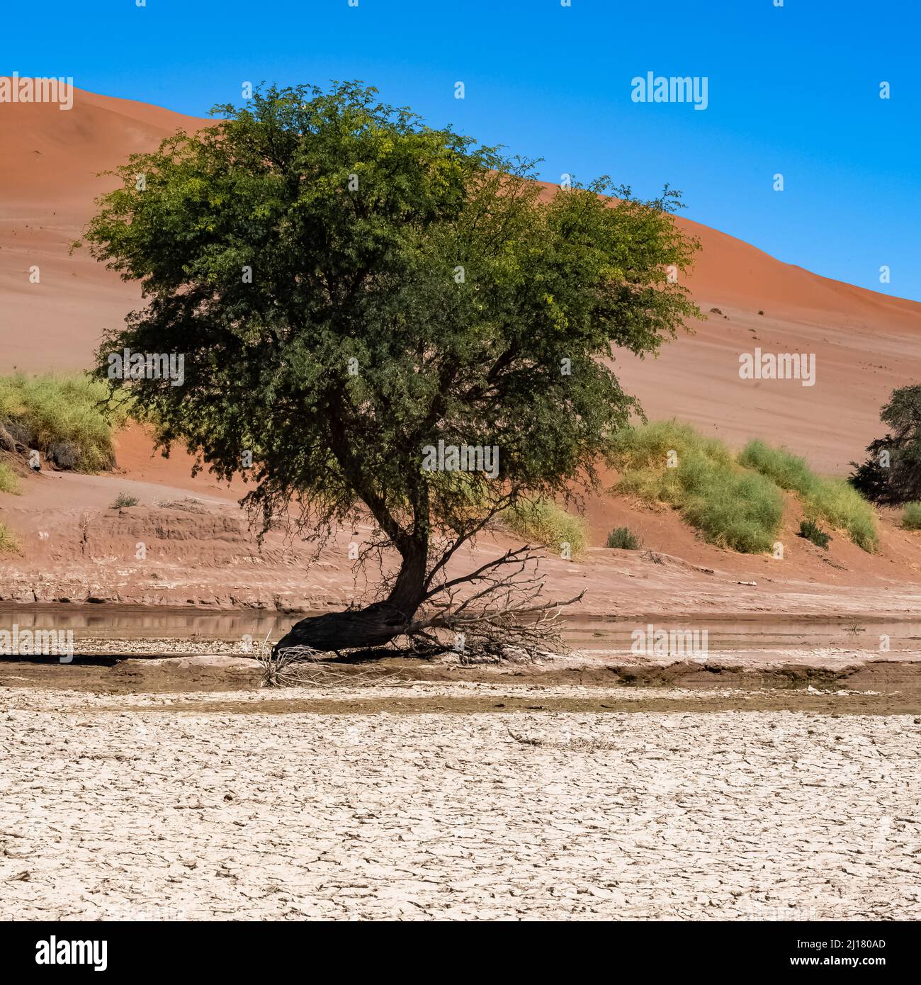 Namibia,a tree in the Namib desert, lake in raining season, beautiful ...