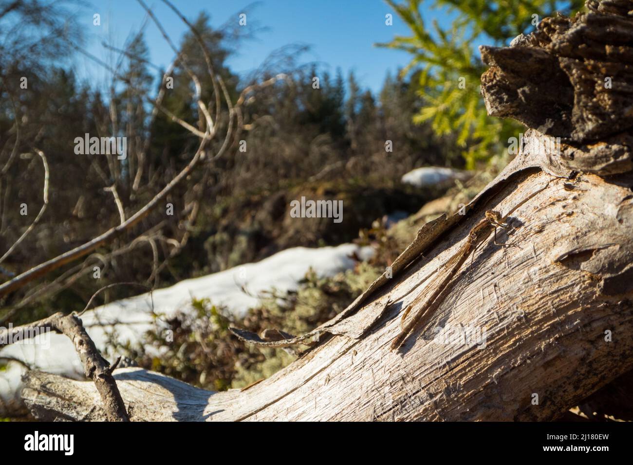 Siberian winter damsel (Sympecma paedisca) in it's habitat during ...