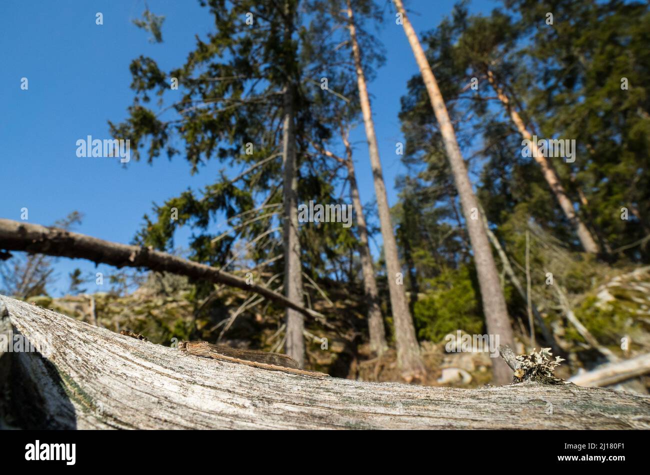 Siberian winter damsel (Sympecma paedisca) in it's habitat during ...