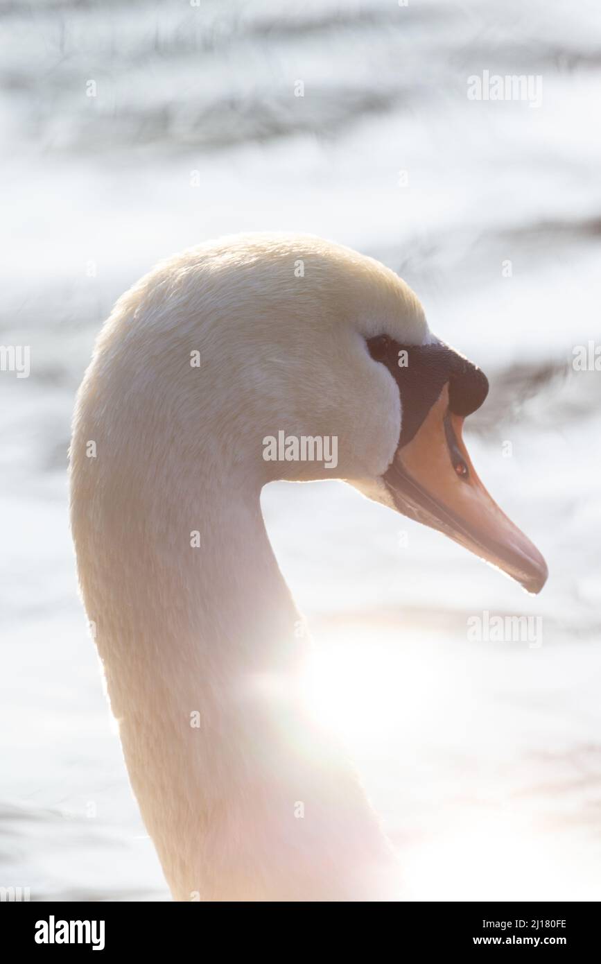 portrait of beautiful white swans on big lake with beautiful sky. High ...