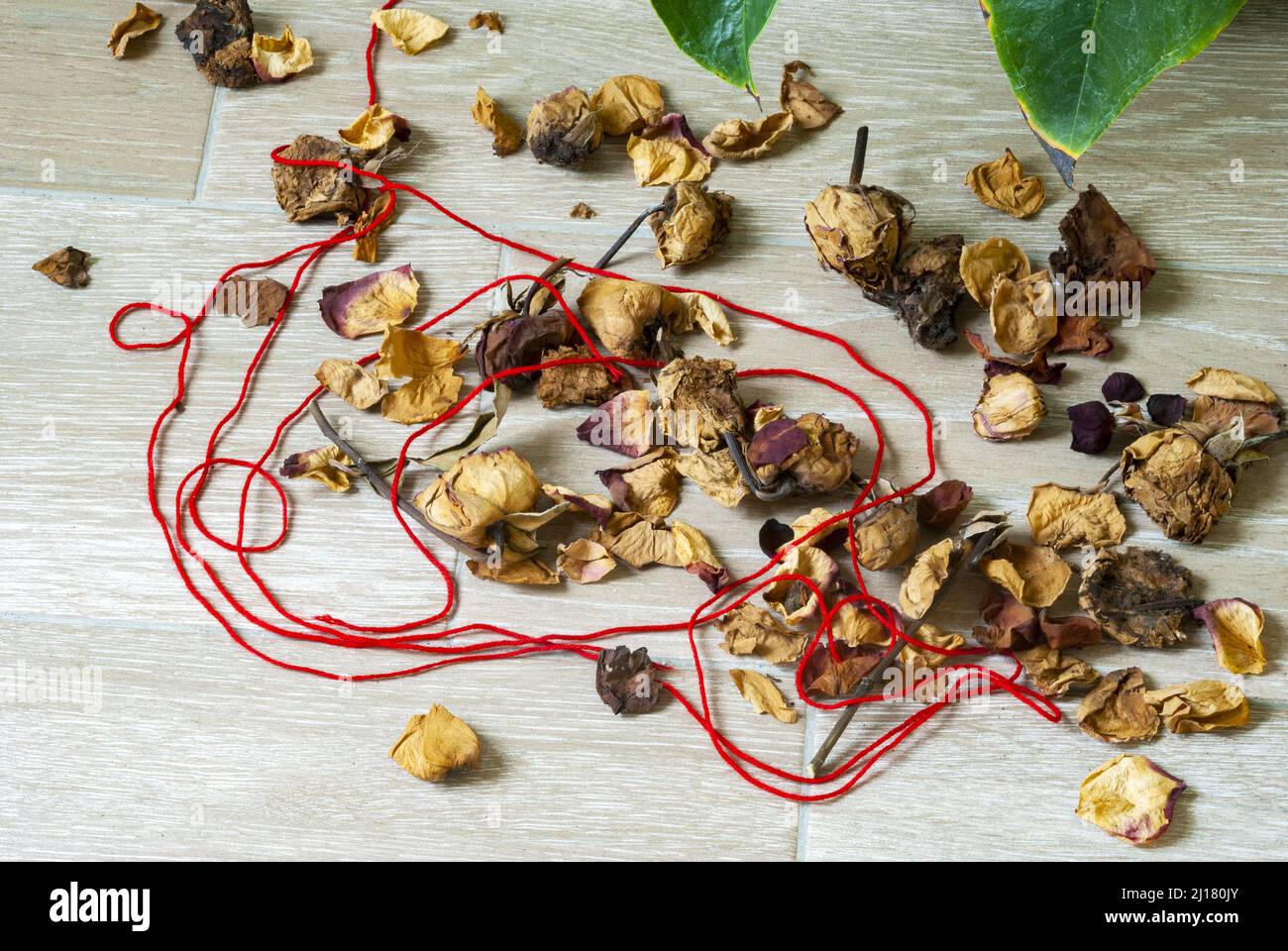 Dried flower petals along with green leaves and red threads that represent loneliness and hope ...