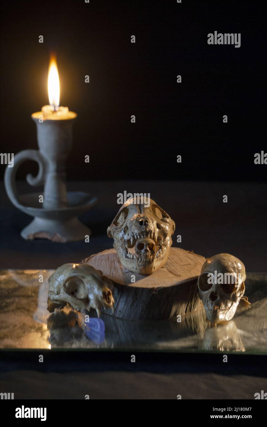 Still life of animal skulls with candles on black background Stock ...