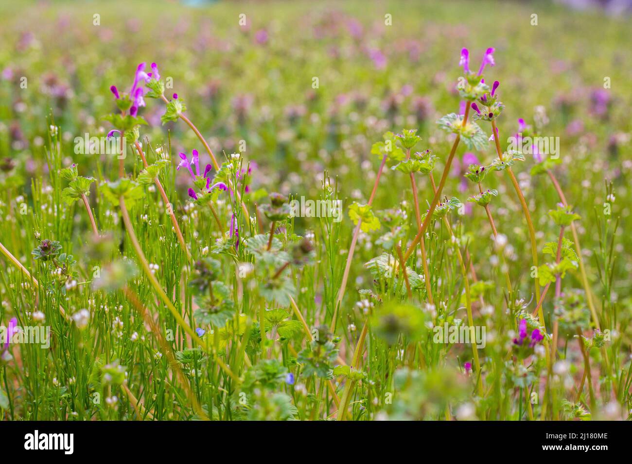 Purple trumpet like wildflowers in a flowering springtime field Stock ...