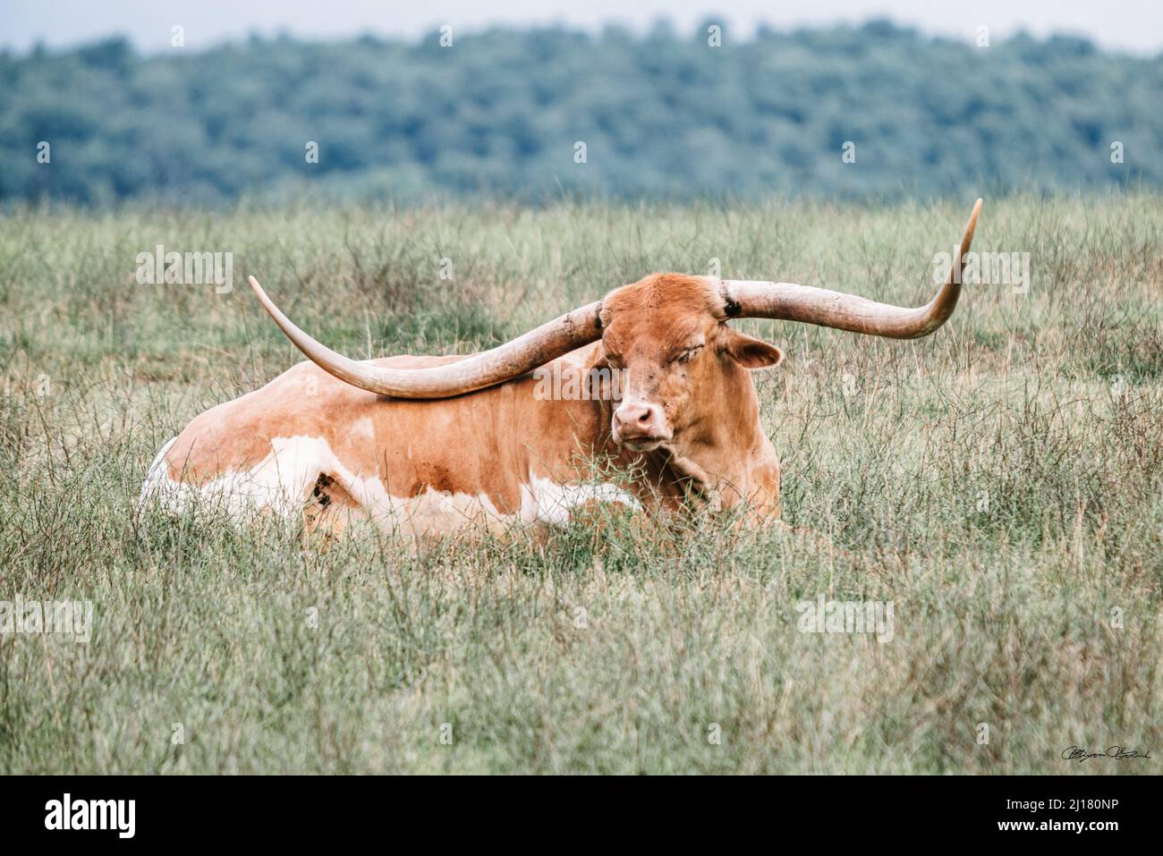 A happy bull relaxing in a field at Lake Tobias Stock Photo - Alamy