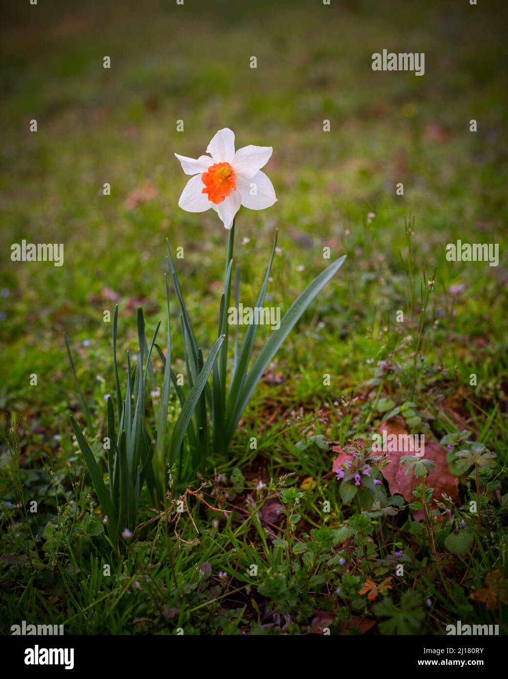 Beautiful daffodil waking up on a dark, rainy morning Stock Photo - Alamy