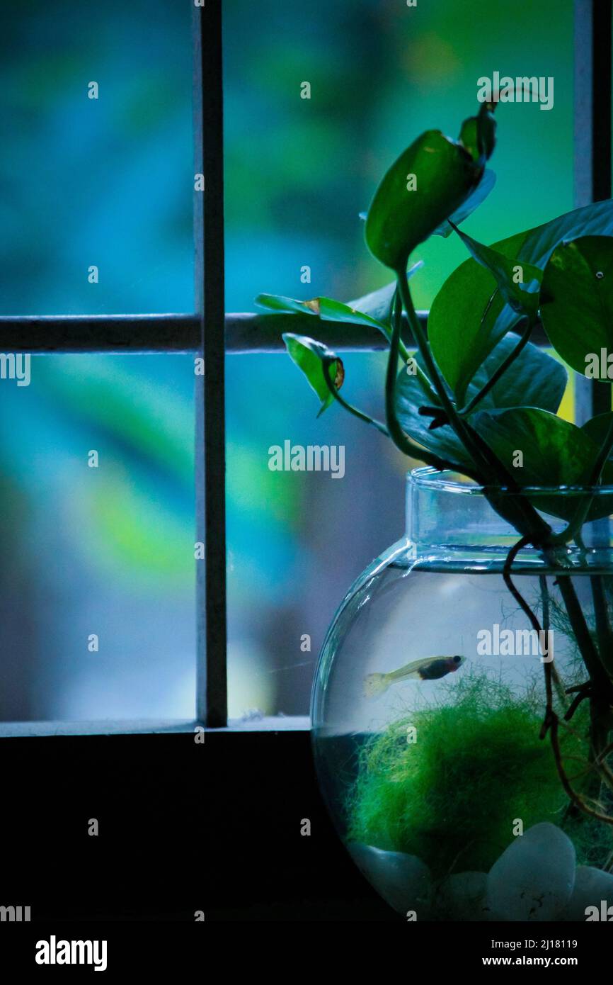 A vertical shot of a small fish in an aquarium with green leaves ...