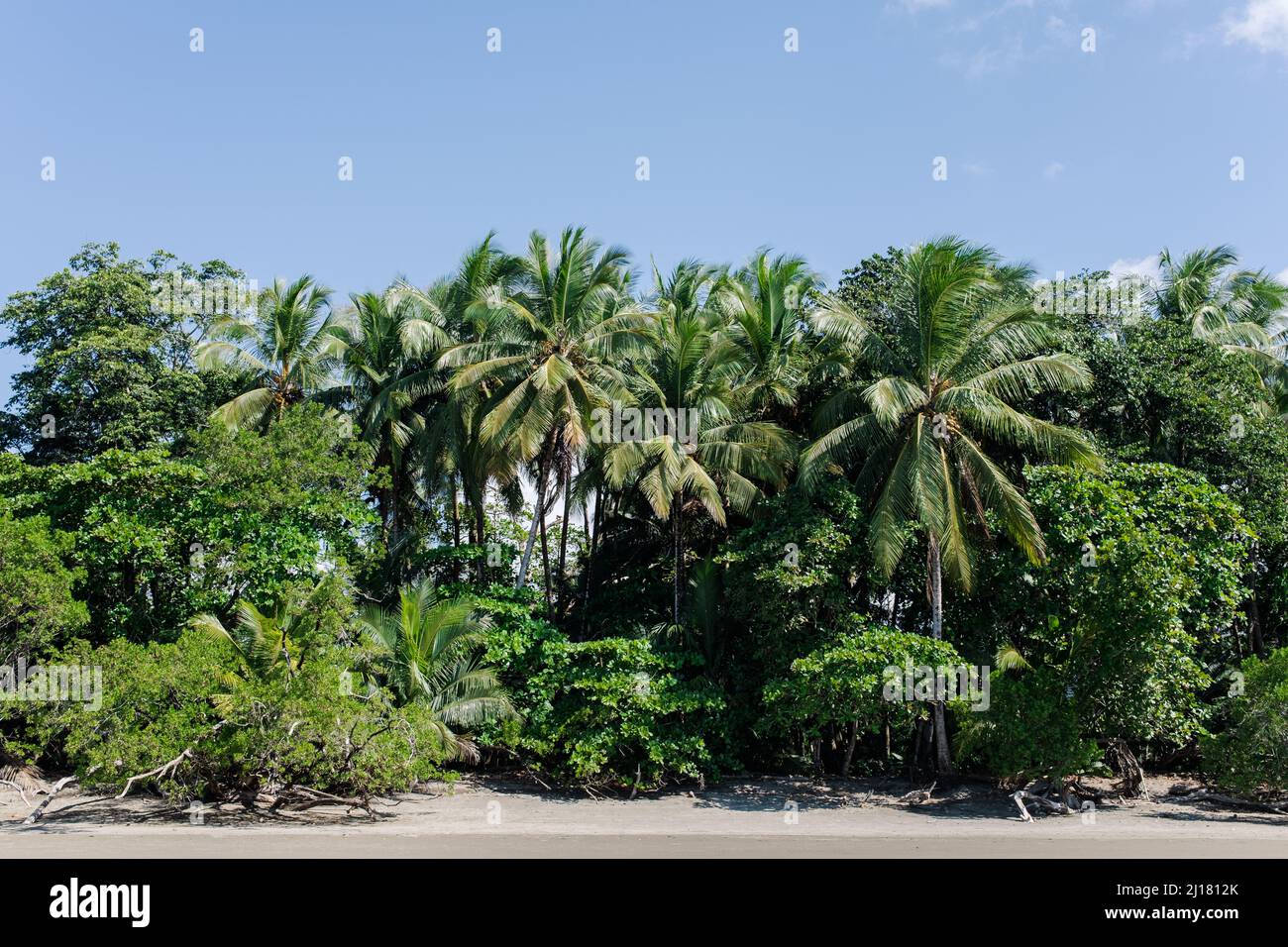 A beautiful shot of palm Trees in Marino Ballena National Park in Uvita ...