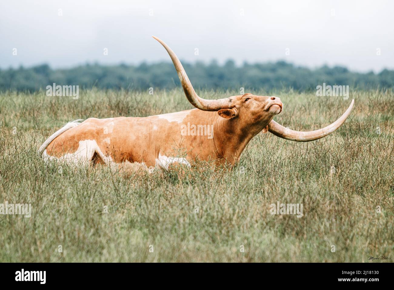 A happy bull relaxing in a field at Lake Tobias Stock Photo - Alamy