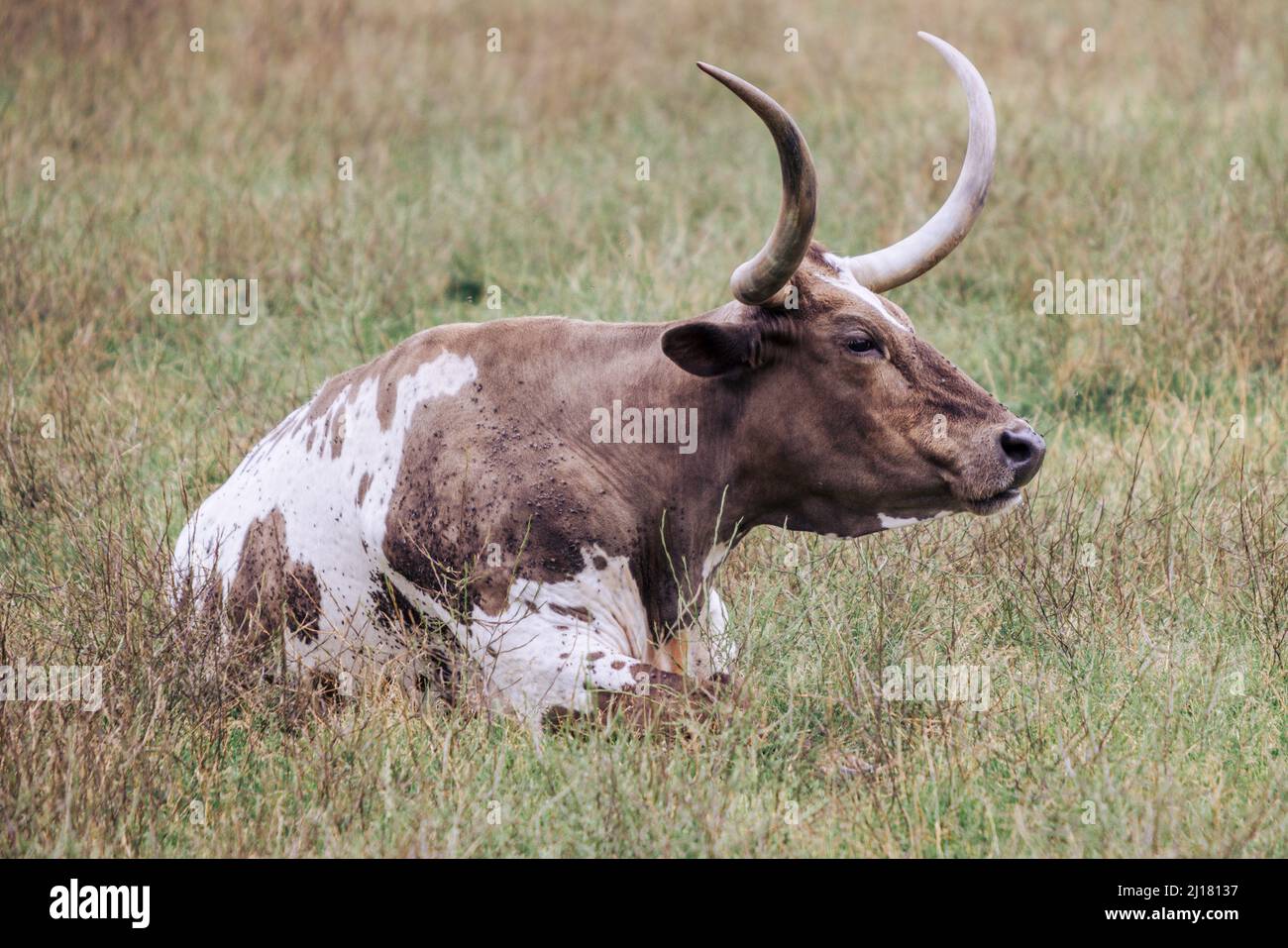 A happy bull relaxing in a field at Lake Tobias Stock Photo - Alamy
