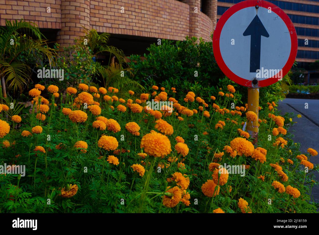 A rusty metal one way road traffic sign among beautiful yellow flowers ...