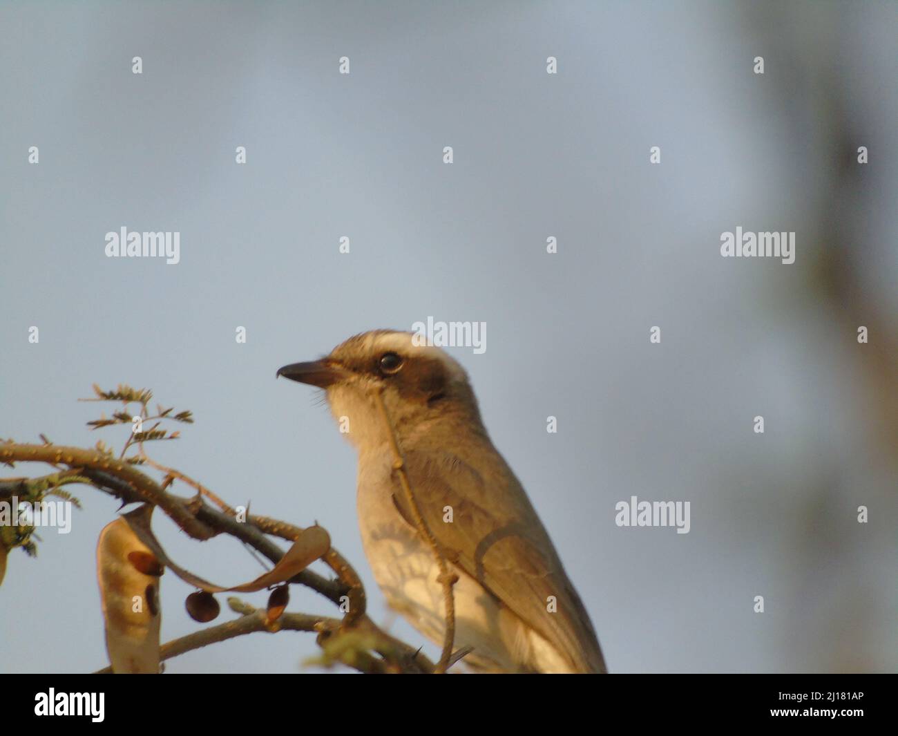 Nightingale brown hi-res stock photography and images - Alamy