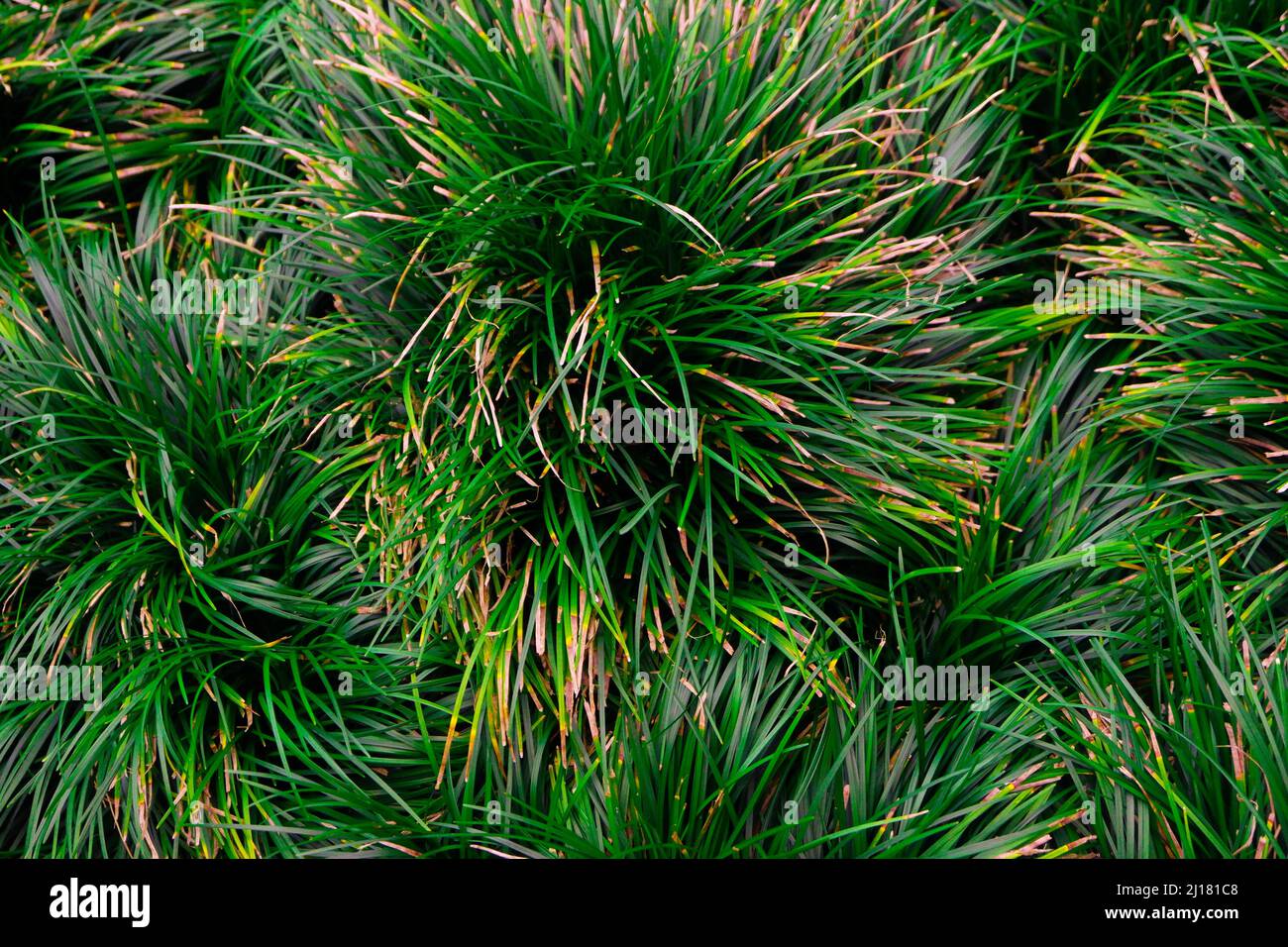 Sedge species hi-res stock photography and images - Alamy
