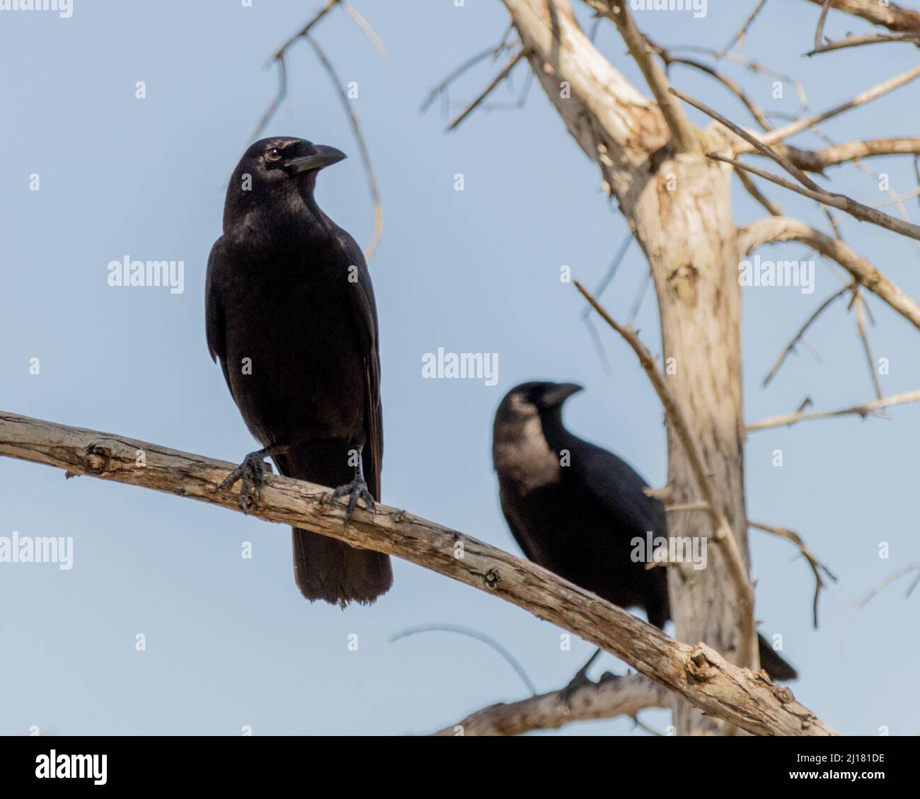 The black crow birds perched on branches of a tree against grey sky ...
