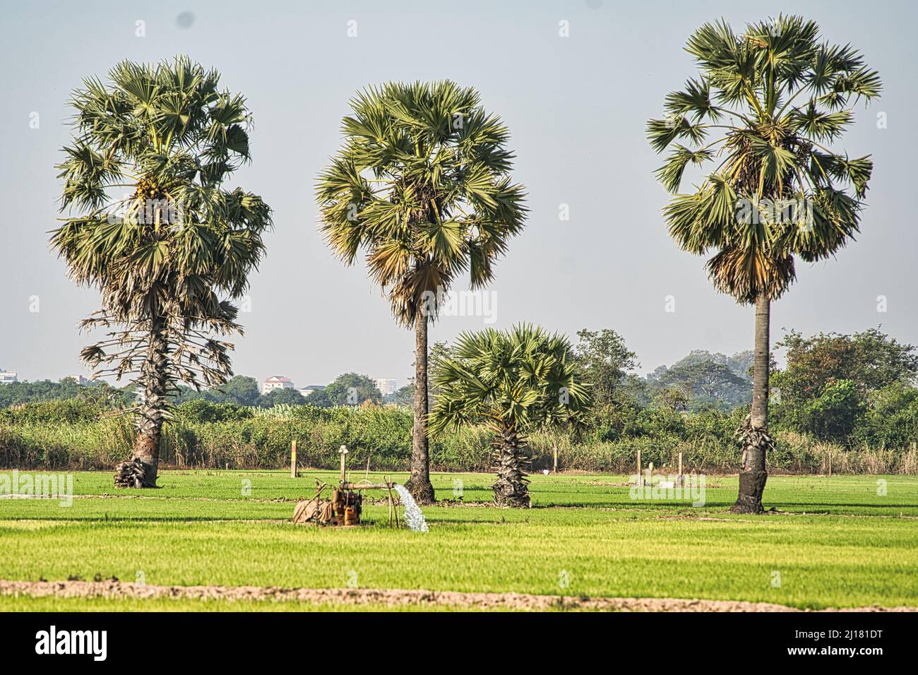 Rice fields palm trees cambodia hi-res stock photography and images - Alamy