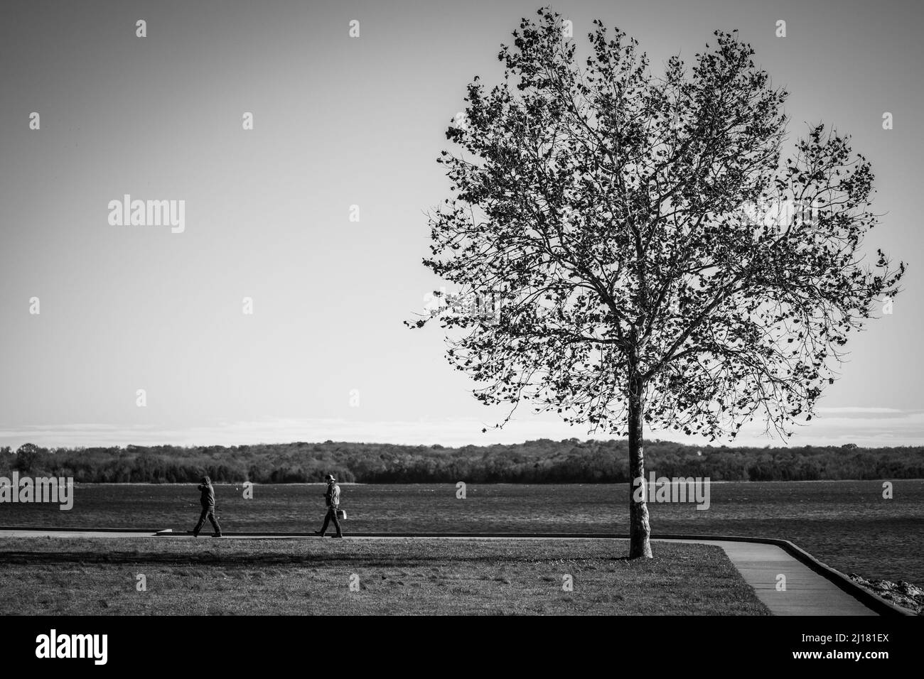 Shot of tree Black and White Stock Photos & Images - Alamy