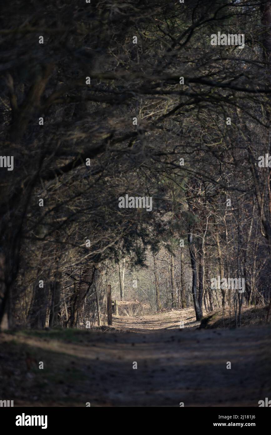 Mystical dark autumn forest with trail in blue fog. Landscape with ...