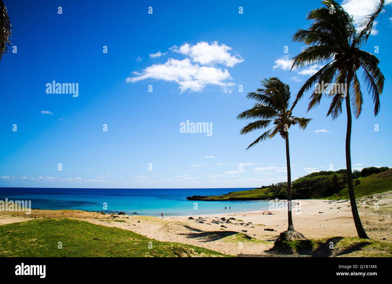 A view of Easter Island surrounded by greenery fields and palms in ...
