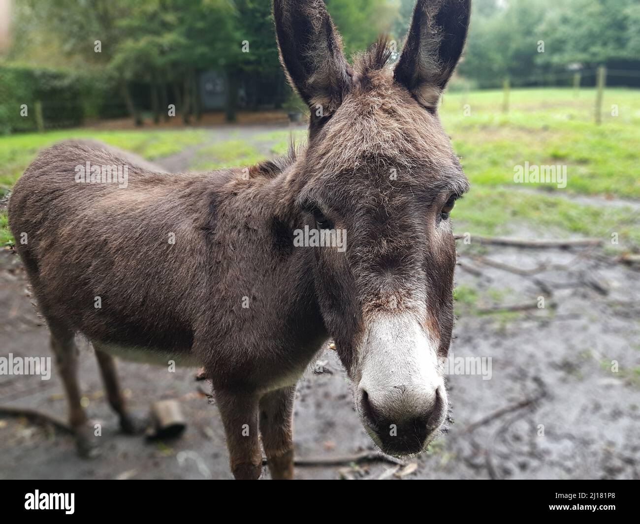 A donkey with kind eyes looks at the camera Stock Photo - Alamy