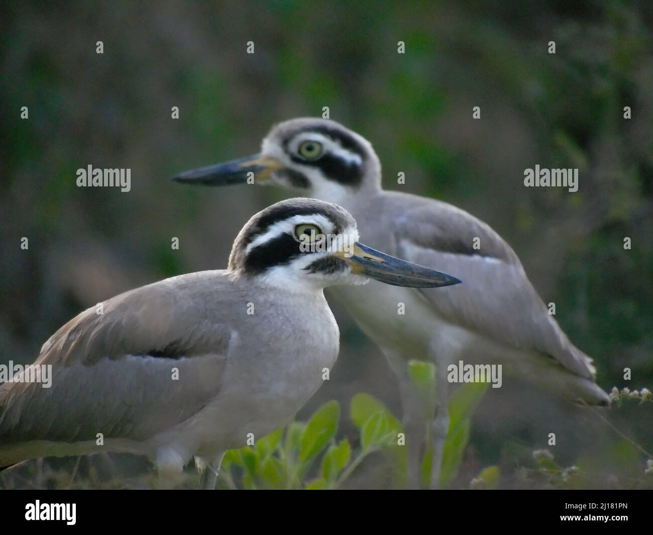 Great stone curlews hi-res stock photography and images - Alamy