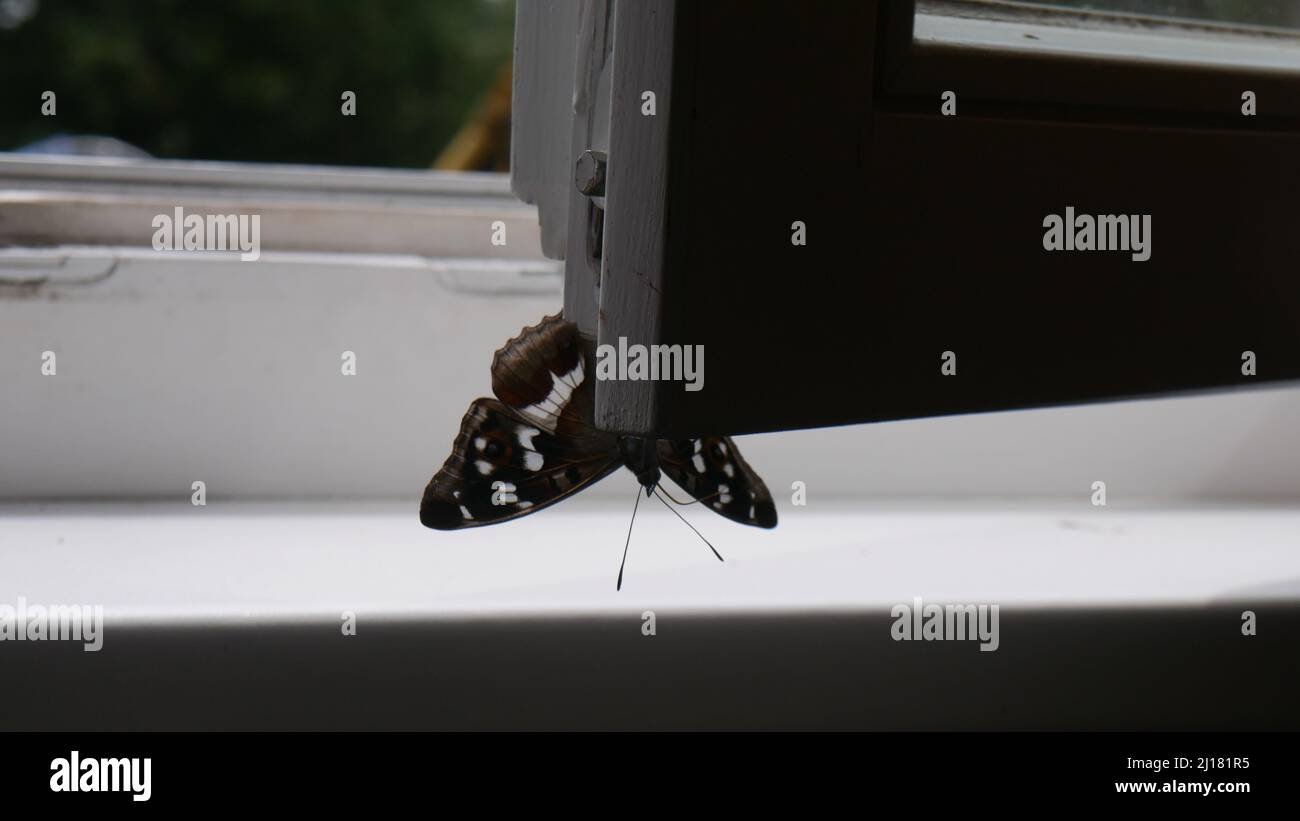 A close-up shot of a butterfly sitting on window frame looking out the ...