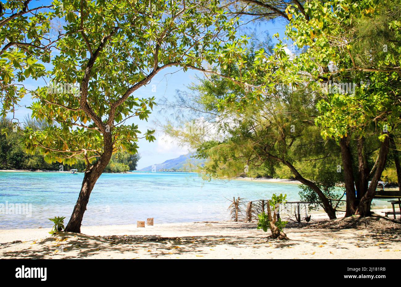 A beautiful view of Mo'orea south Pacific island beach surrounded by ...
