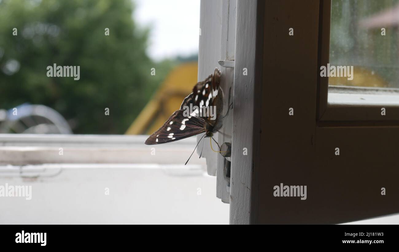 A close-up shot of a butterfly sitting on window frame looking out the ...