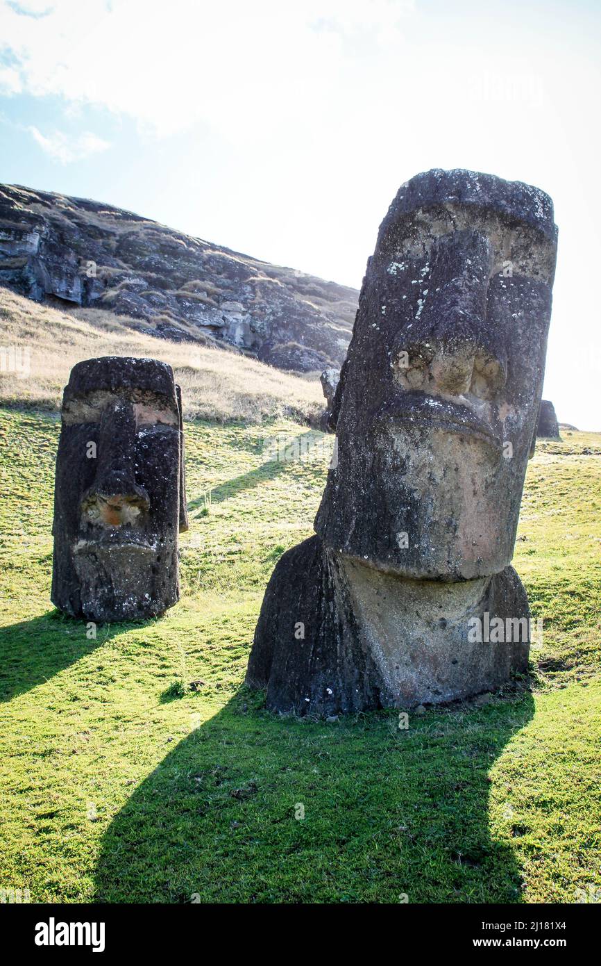 A vertical shot of Moai monolithic human figures in greenery field of ...