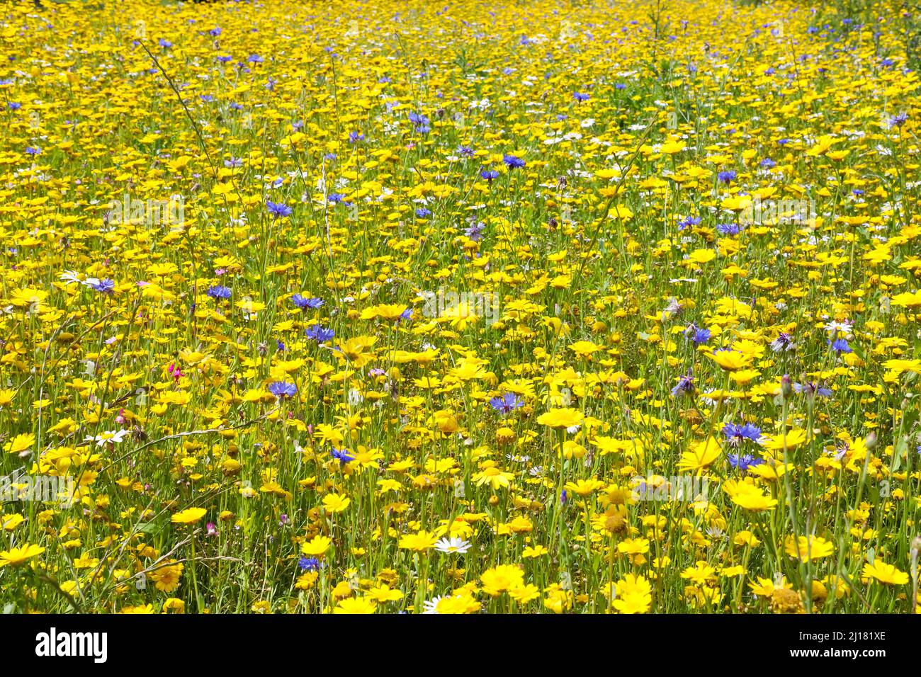 Carpet of yellow, blue and red meadow flowers Stock Photo - Alamy
