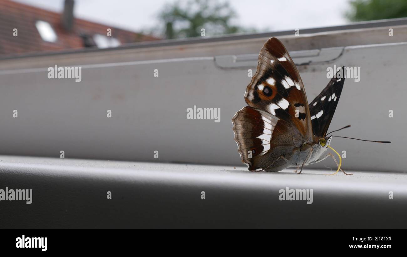 A close-up shot of a butterfly sitting on window frame looking out the ...