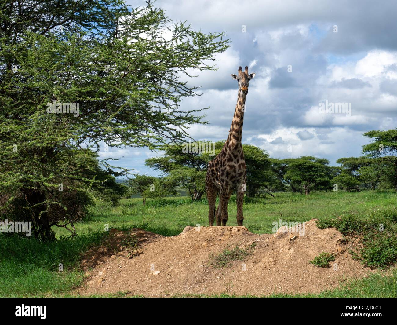 A beautiful photo of a spotted giraffe in Serengeti national park ...