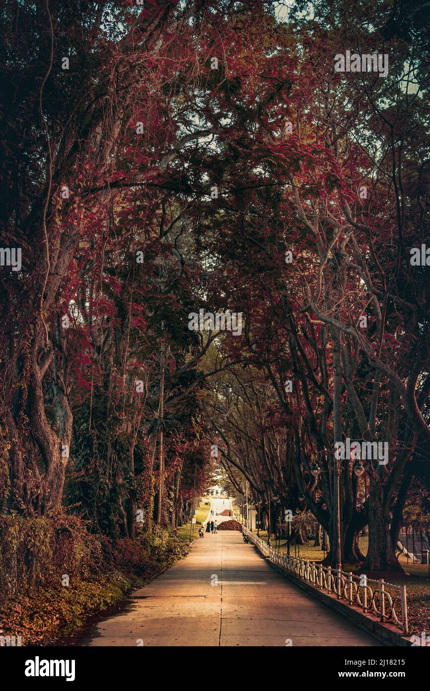A beautiful shot of a pathway surrounded with trees Stock Photo - Alamy
