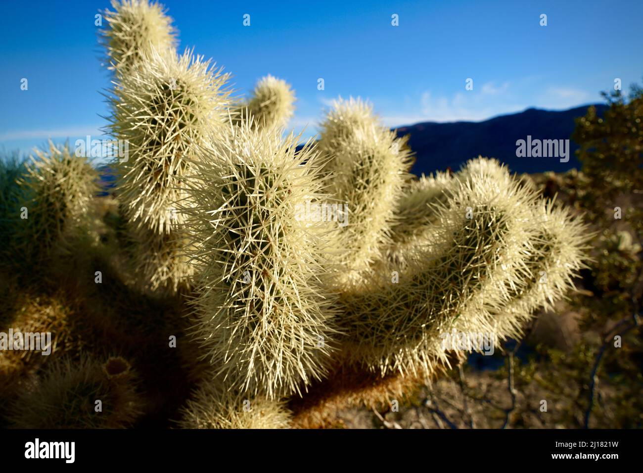 A beautiful shot of a cholla plant under the clear skies Stock Photo ...