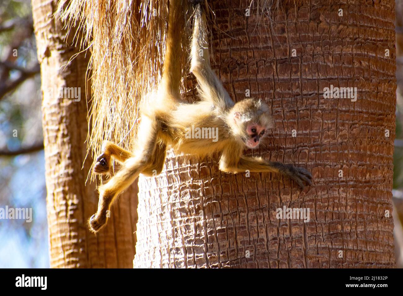 A little monkey cub hangs from a tree with his hands with tree branches ...