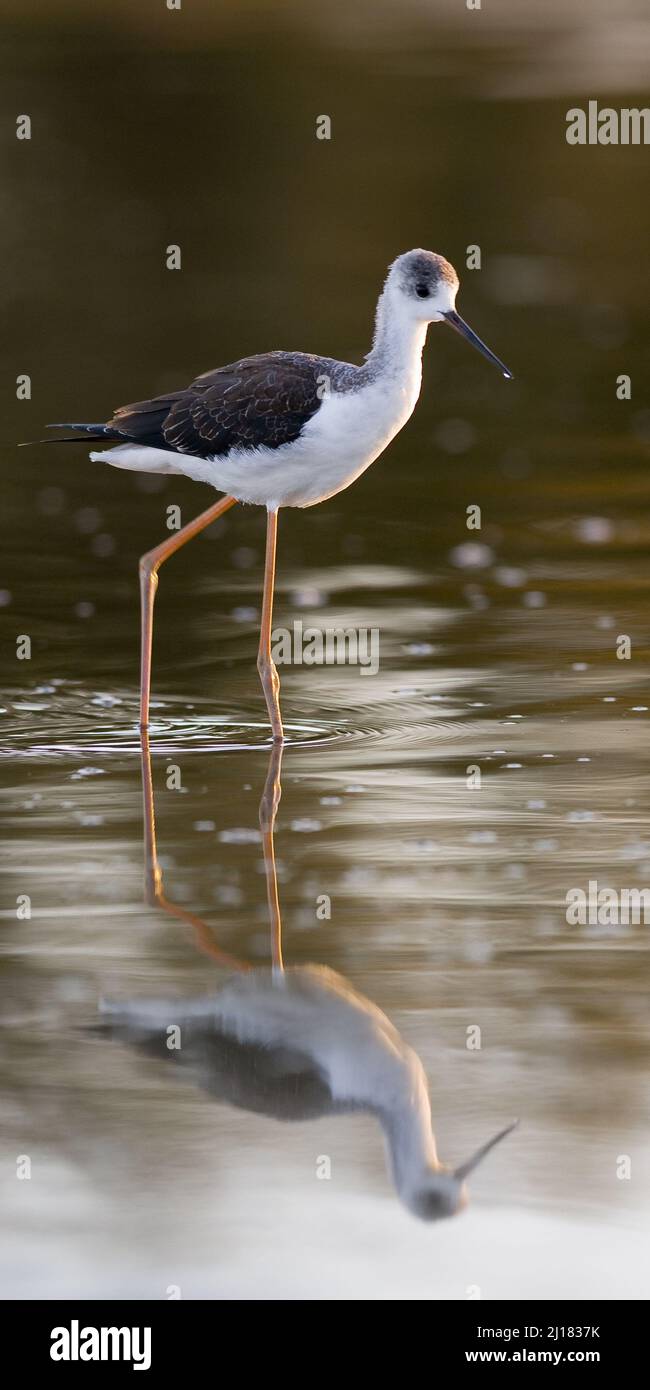 A vertical portrait of a small black-winged stilt with its reflection ...