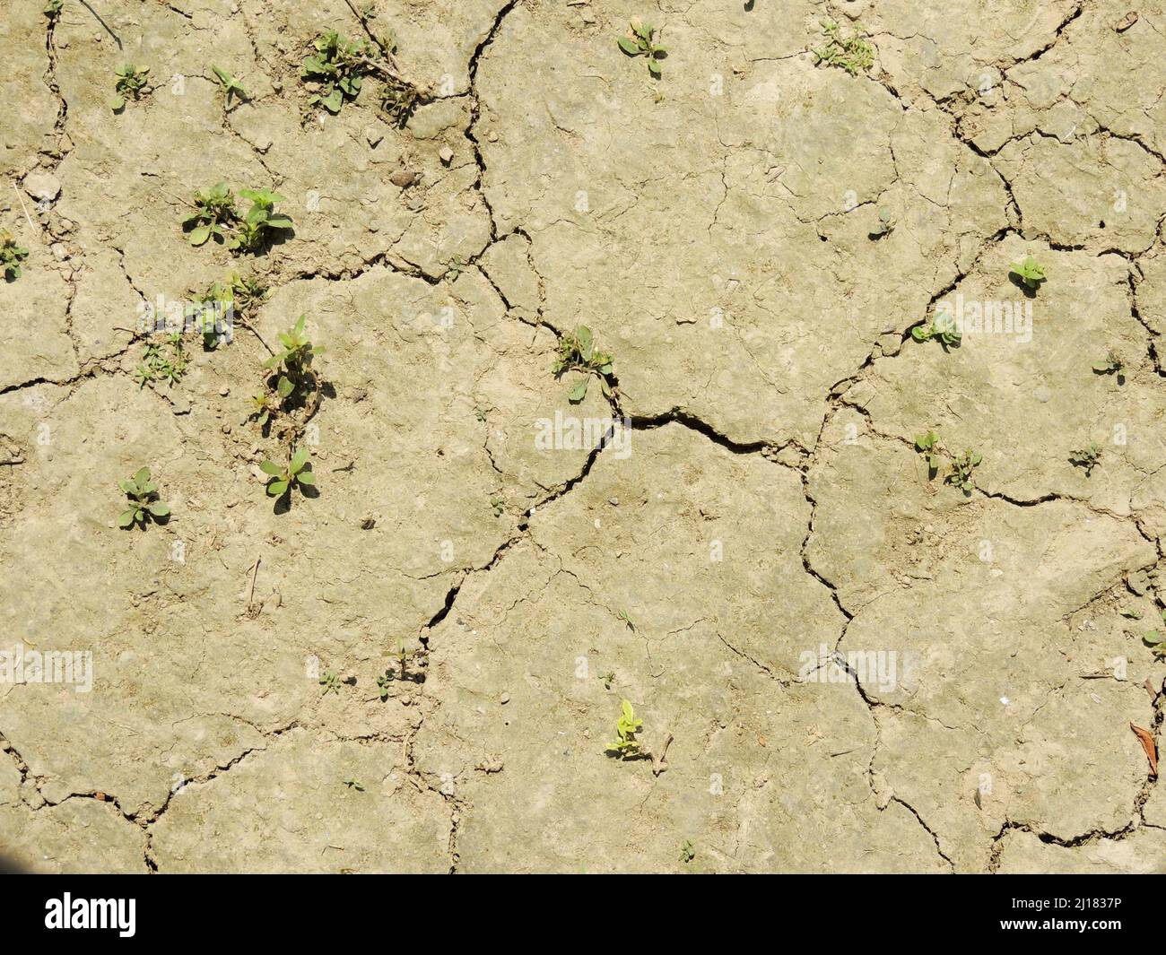 A texture of a ground surface with cracks and grasses after summer ...