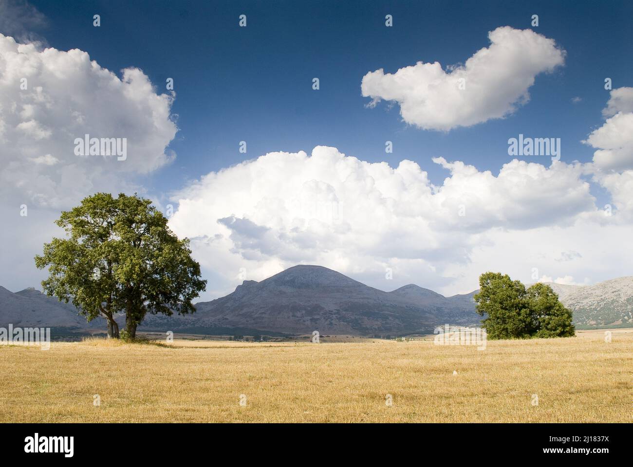 A panorama of a field with two trees under huge clouds on mountain ...