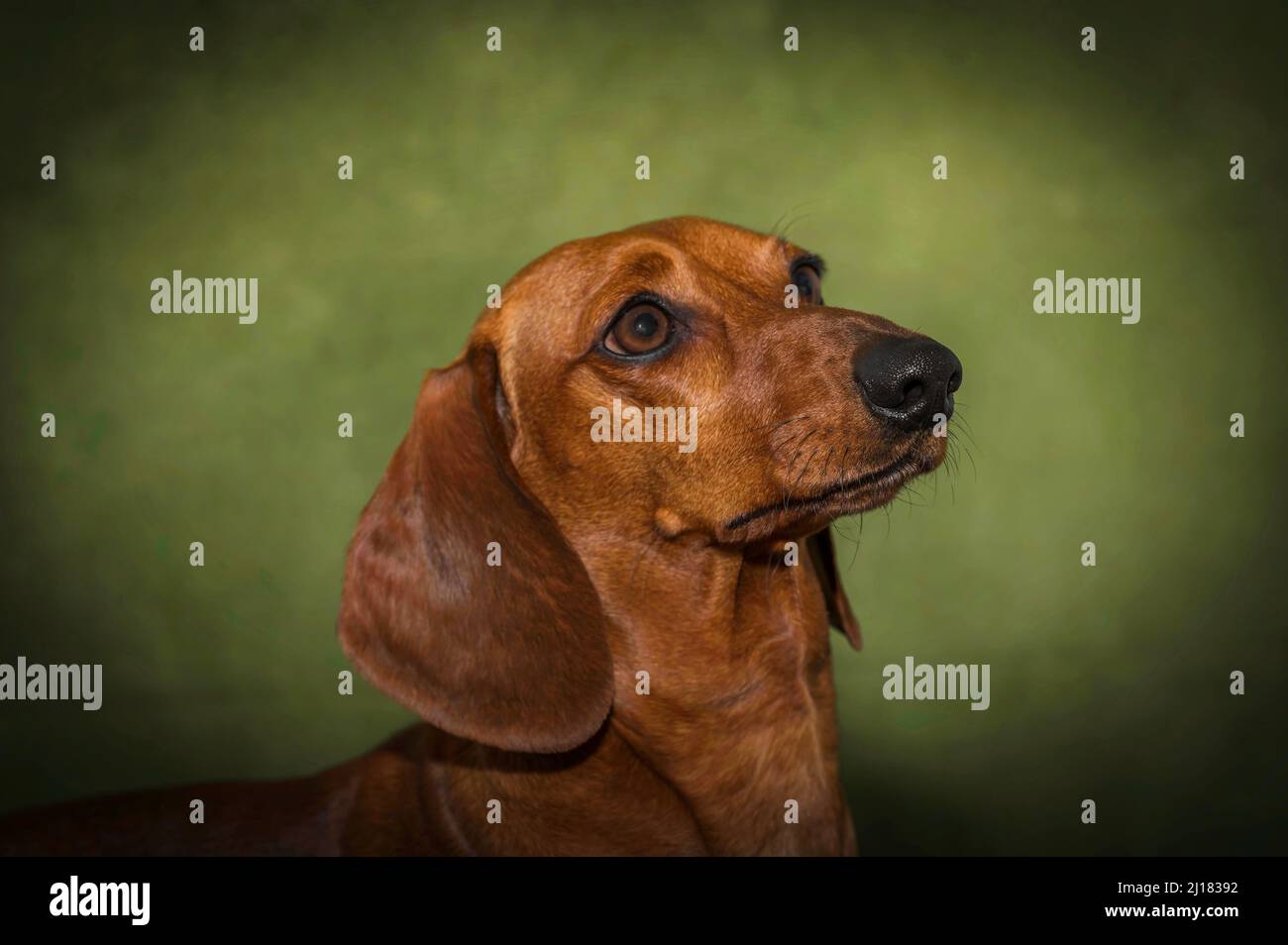 A portrait of a cute female Dachshund on a green background Stock Photo ...