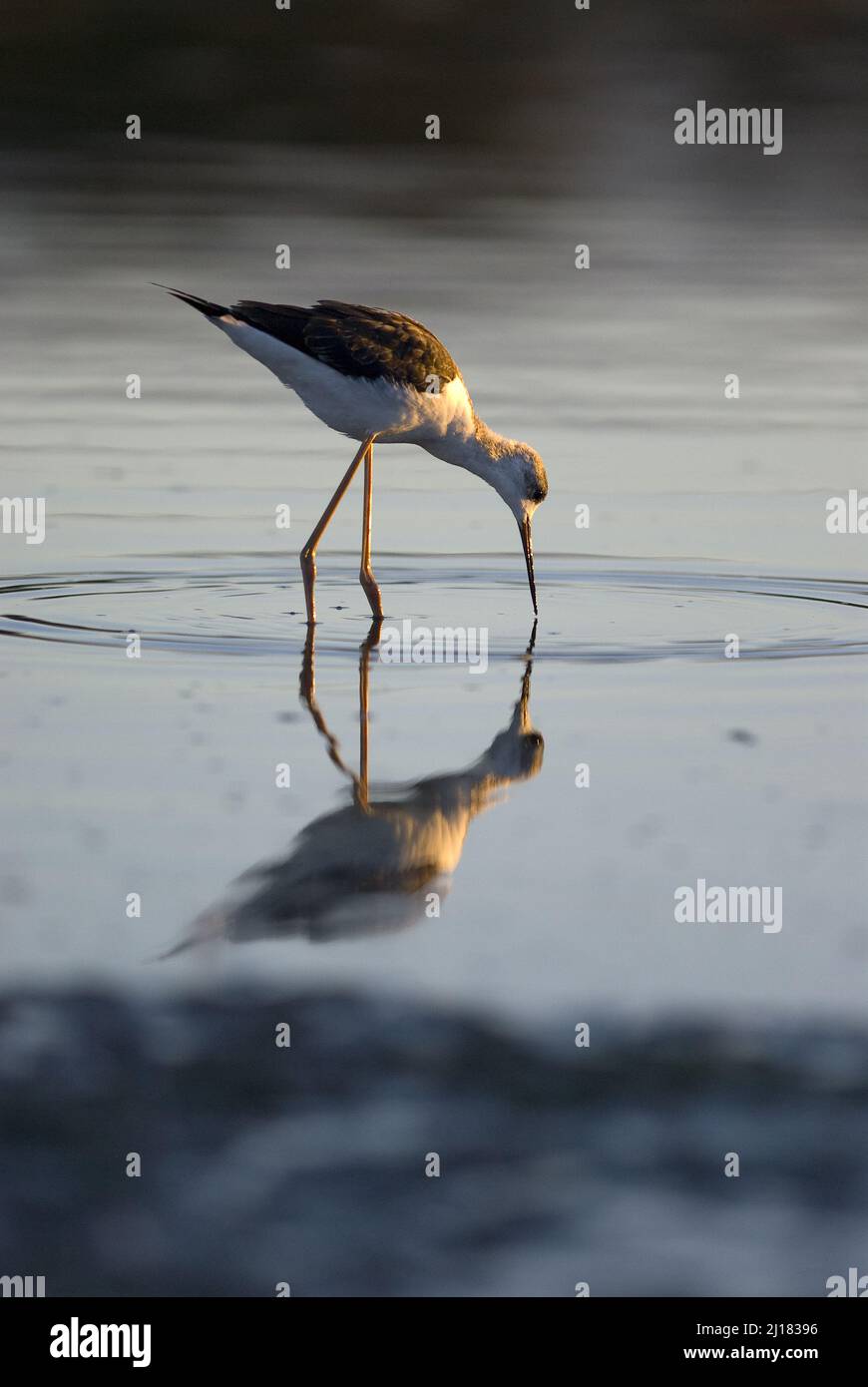A vertical portrait of a small black-winged stilt drinking water Stock ...
