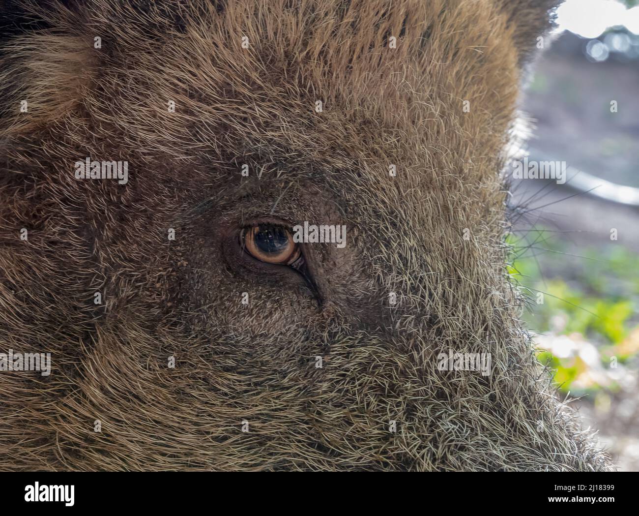Wild boar closeup facial portrait from a wildlife reserve in the ...