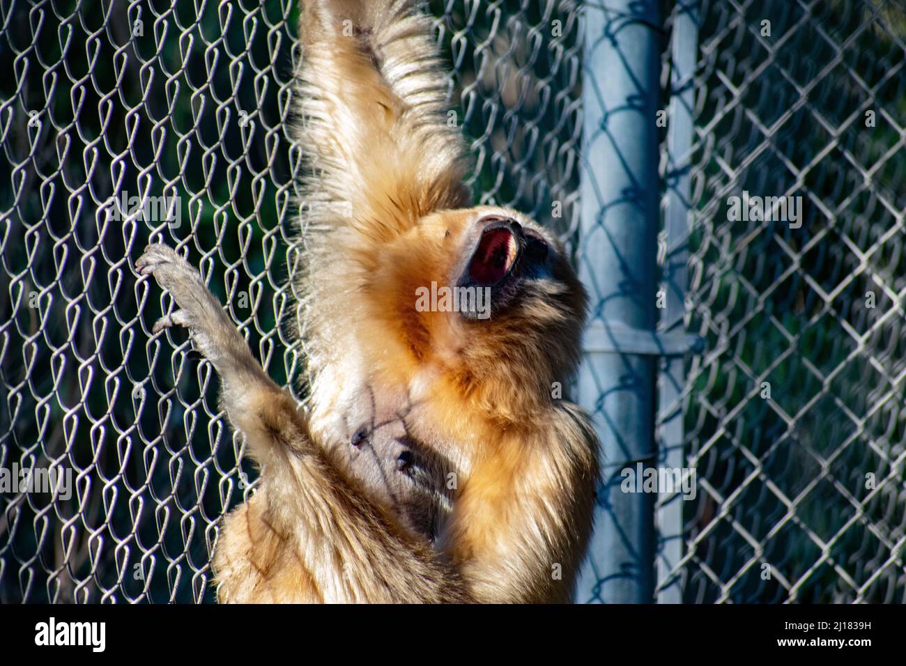 A blonde small monkey on the blue wire mesh of the raised zoo Stock ...