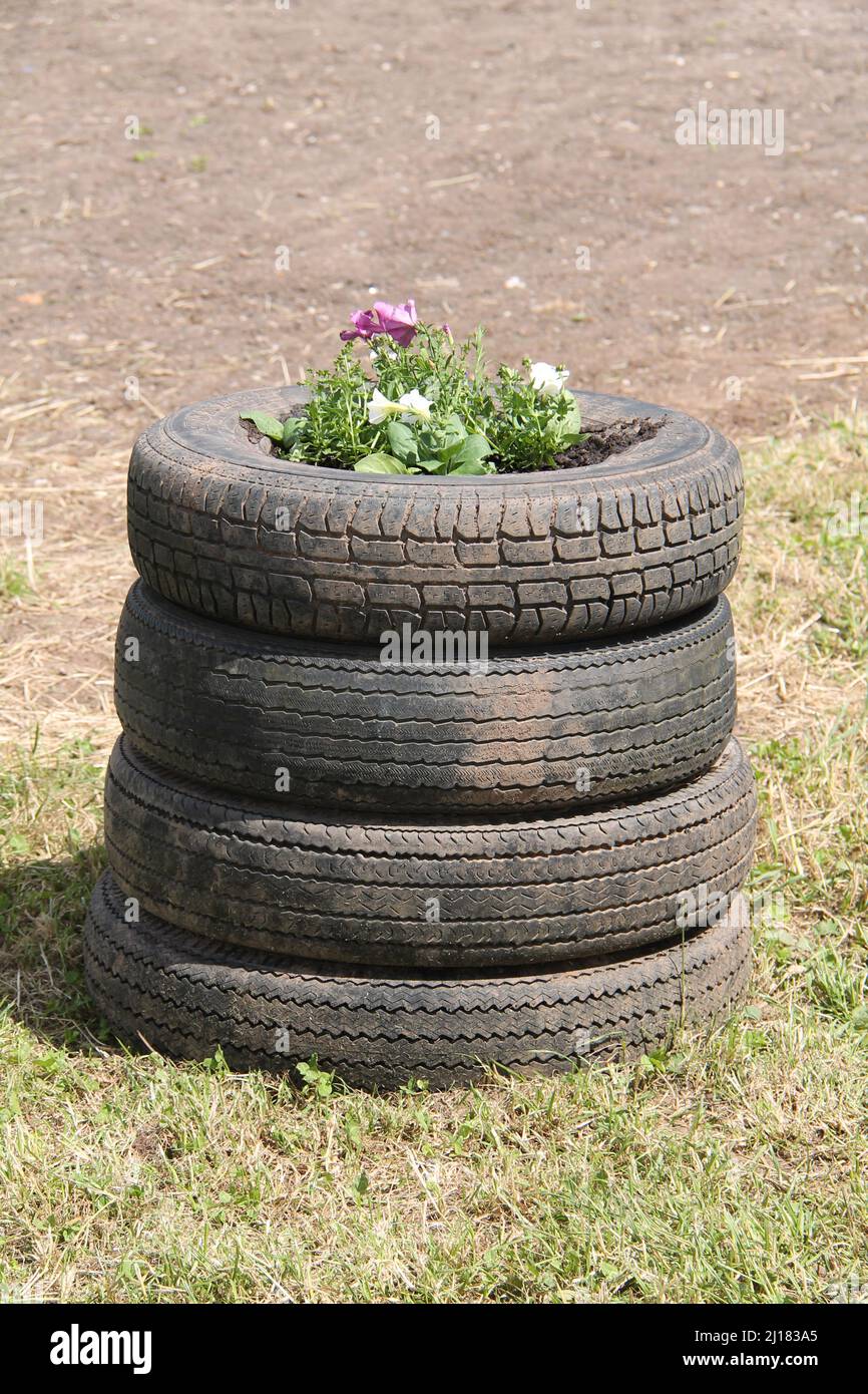 Four Old Tyres Being Used as a Garden Flower Bed Stock Photo - Alamy