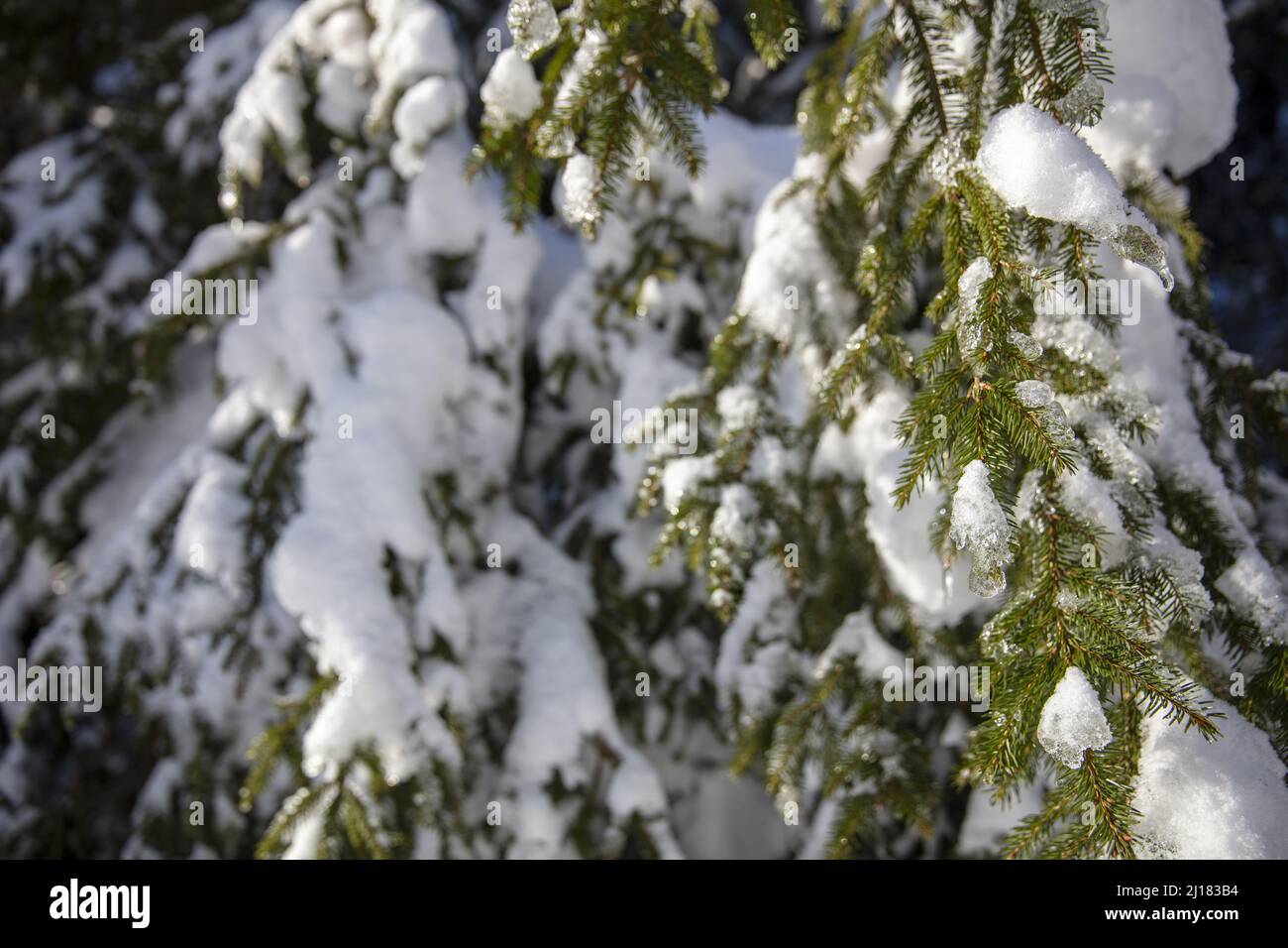 snow and ice-covered pine tree branch in the Bavarian Forrest National ...