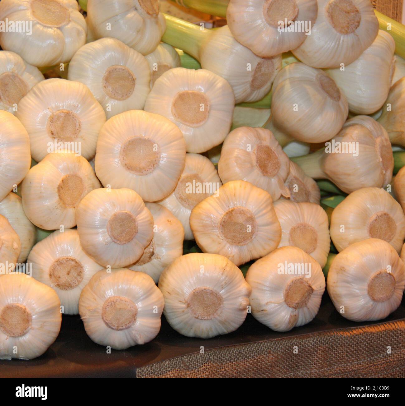 A Stack of Extra Large Garlic Bulbs Stock Photo - Alamy