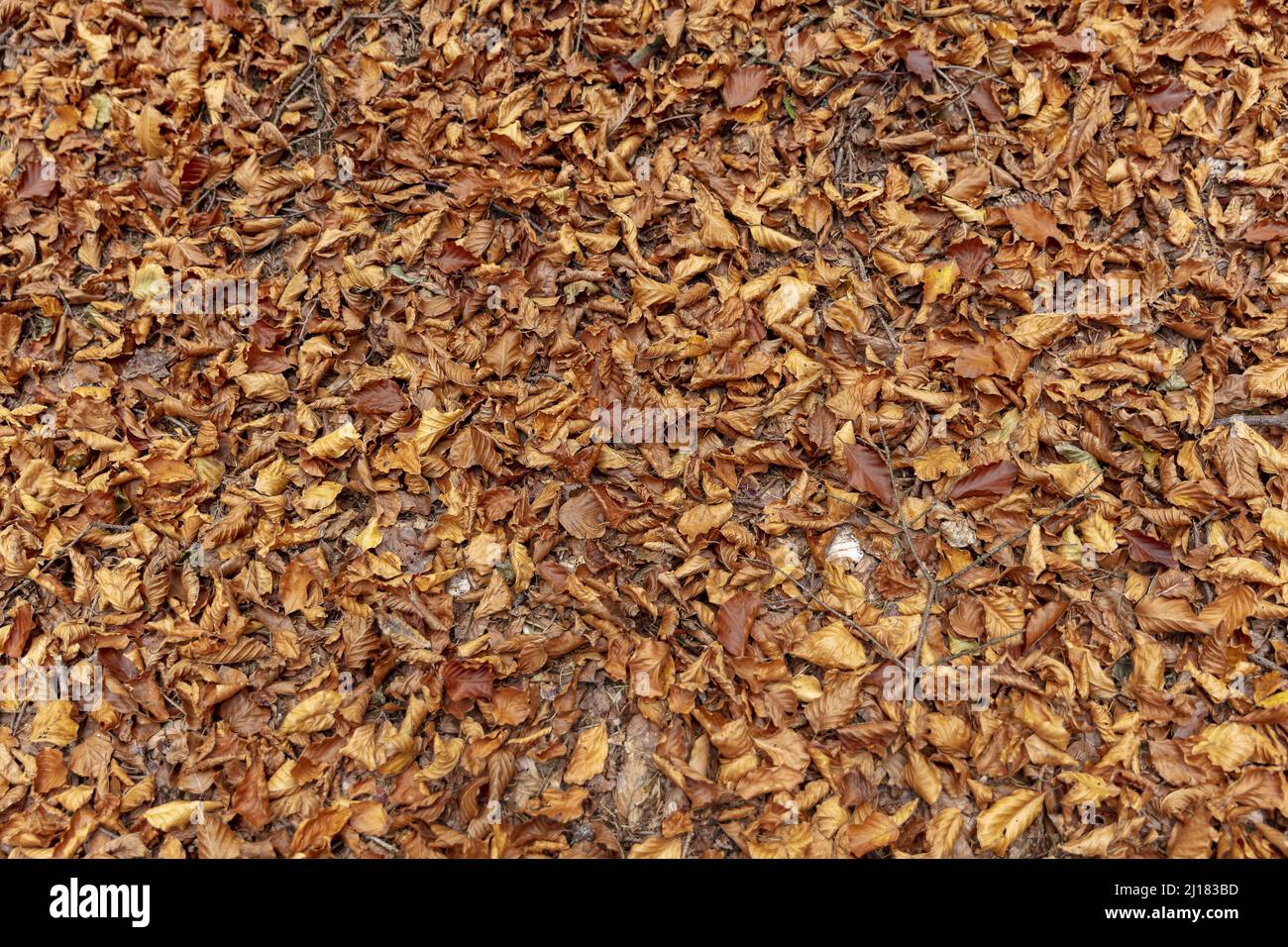 Golden autumn foilage covering the forrest ground in the Bavarian ...